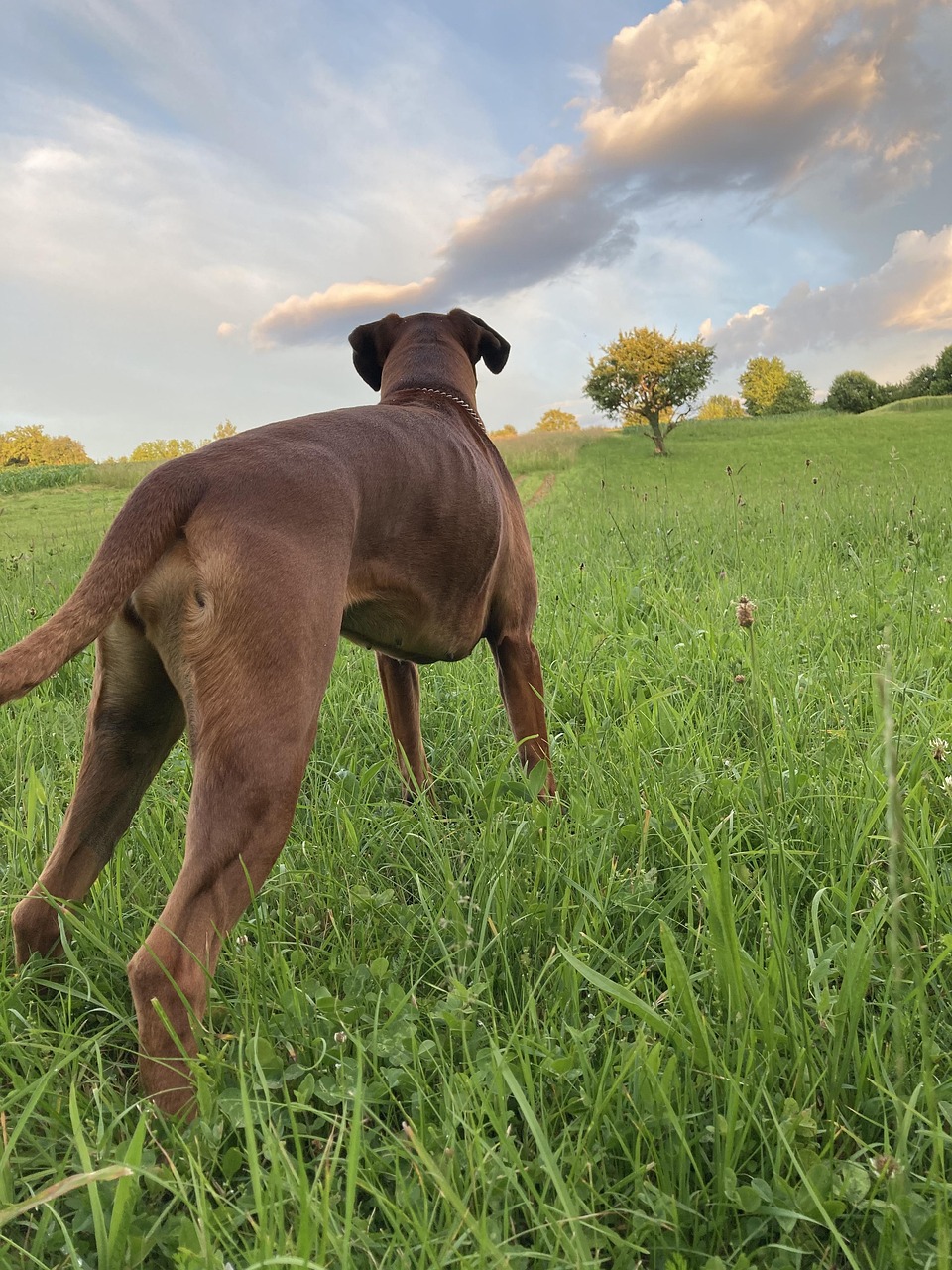 German Boxer Dog Animal - Free photo on Pixabay - Pixabay