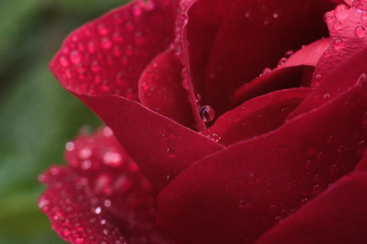 Rose Flor Vermelho - Foto gratuita no Pixabay - Pixabay
