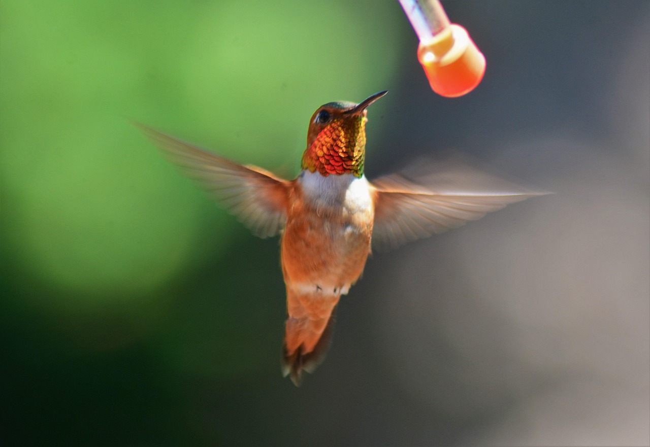 Male Rufous Hummingbird - Free photo on Pixabay