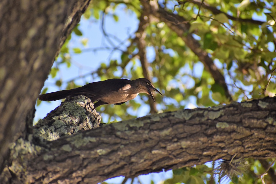 Great-Tailed Grackle Bird Animal - Free photo on Pixabay