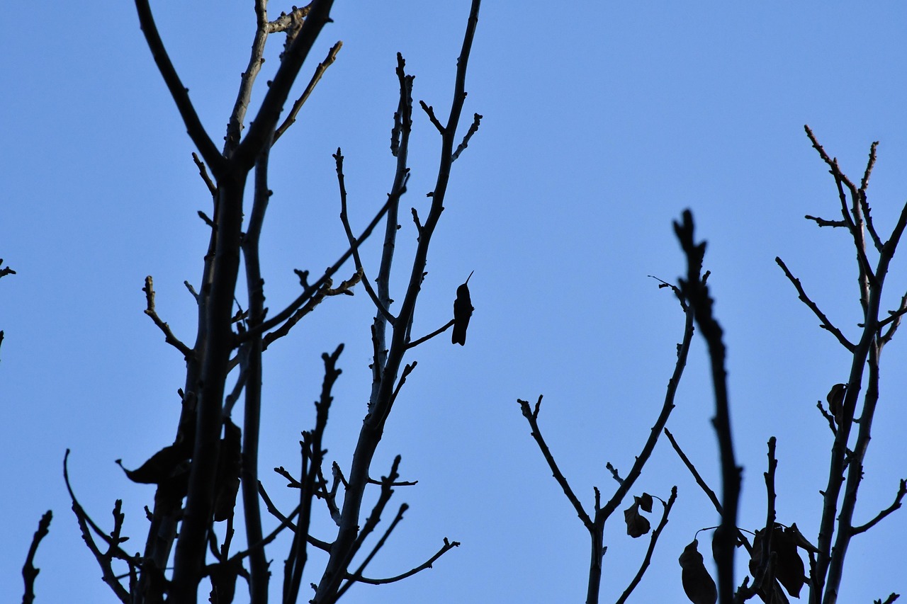 Bird Darling Birds - Free photo on Pixabay