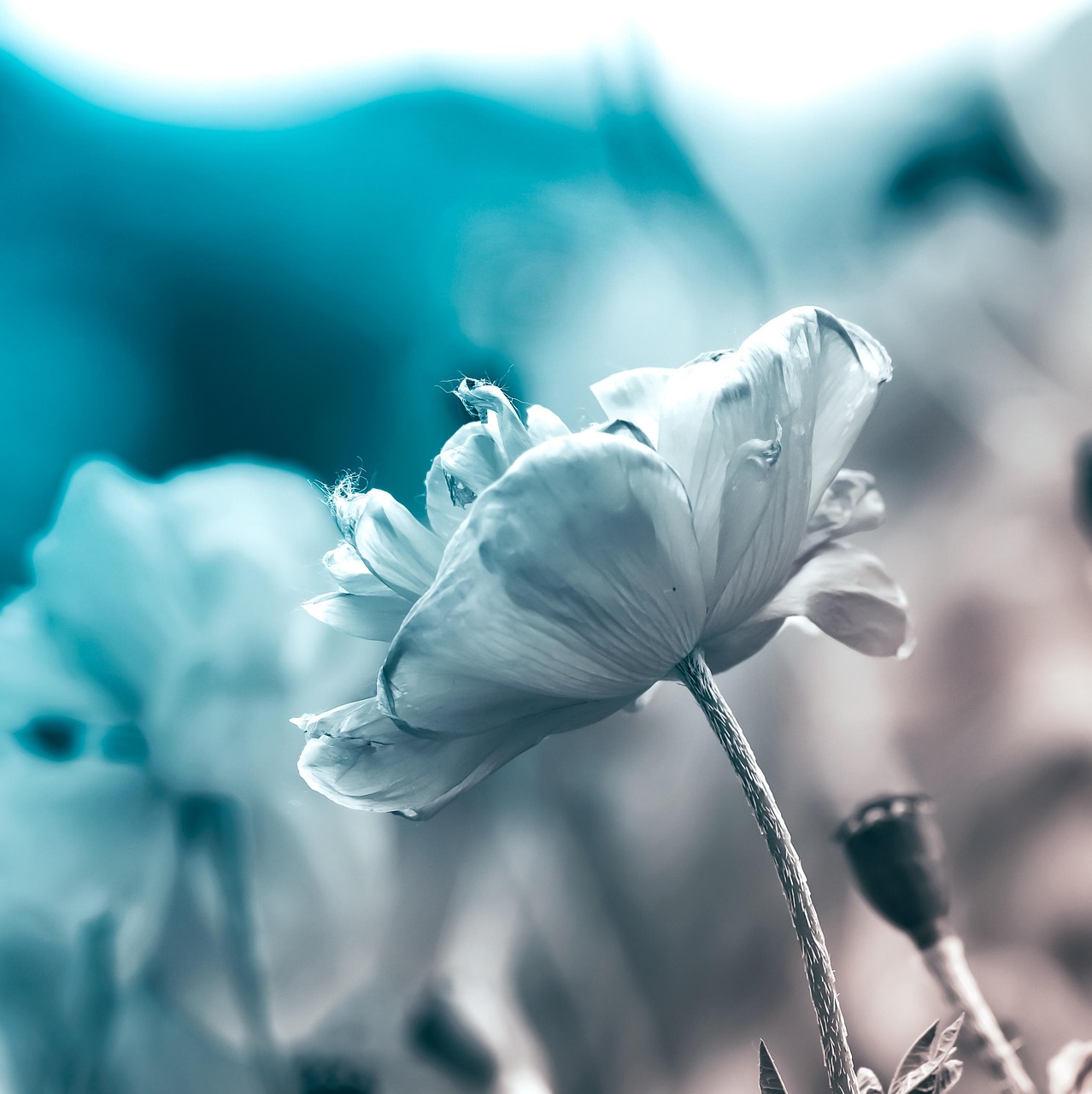 Blume Natur Blumen - Kostenloses Foto auf Pixabay