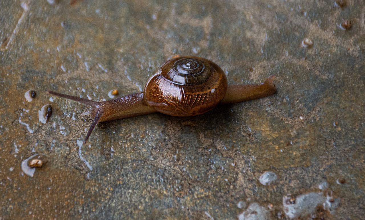 Caracol Natureza Concha Do Mar - Foto gratuita no Pixabay - Pixabay