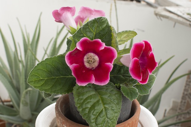 Colombian Flower Nikon D7200 - Free photo on Pixabay - Pixabay