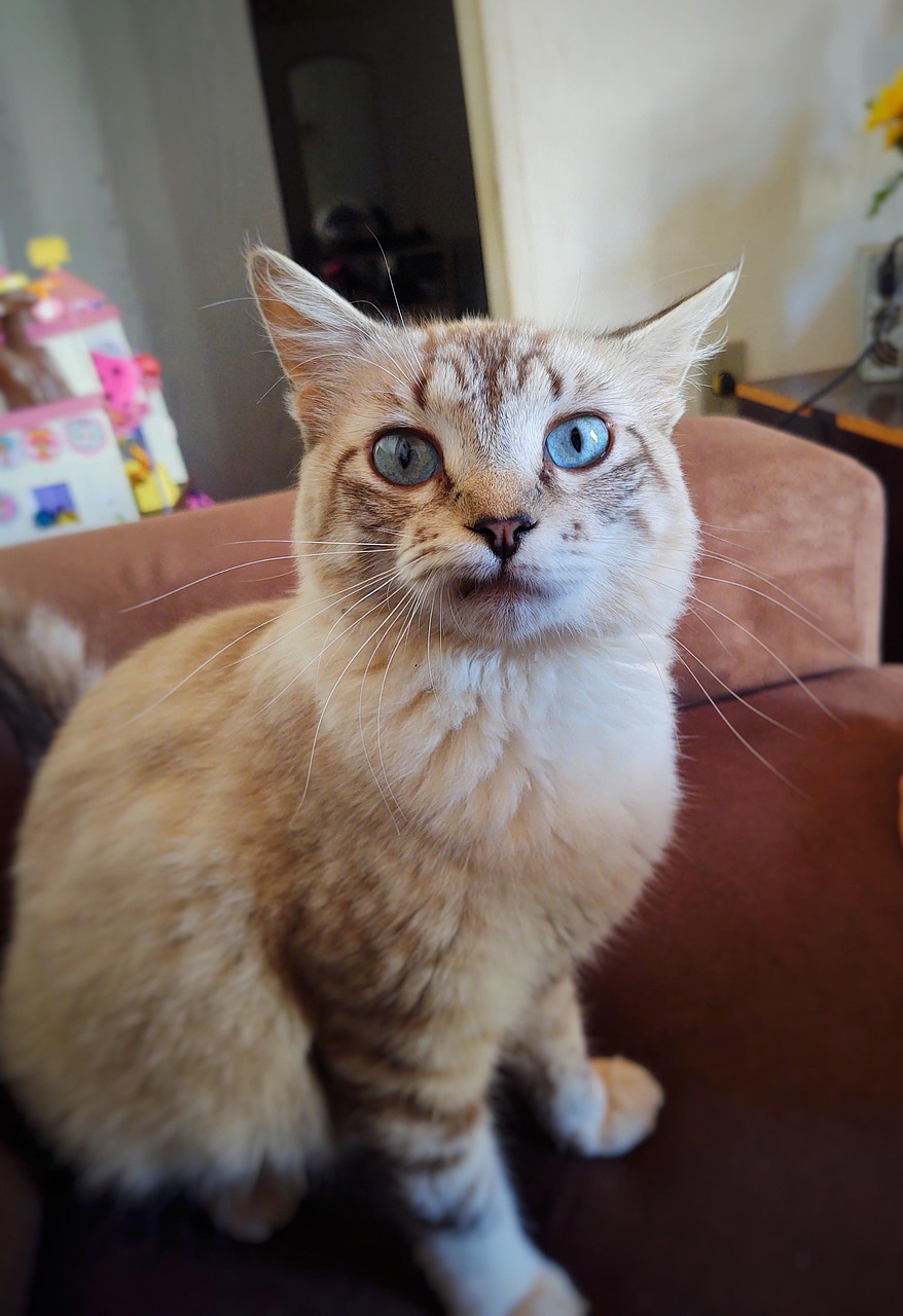 Cat Olho Azul Blue Eyes Cute - Foto gratuita no Pixabay - Pixabay