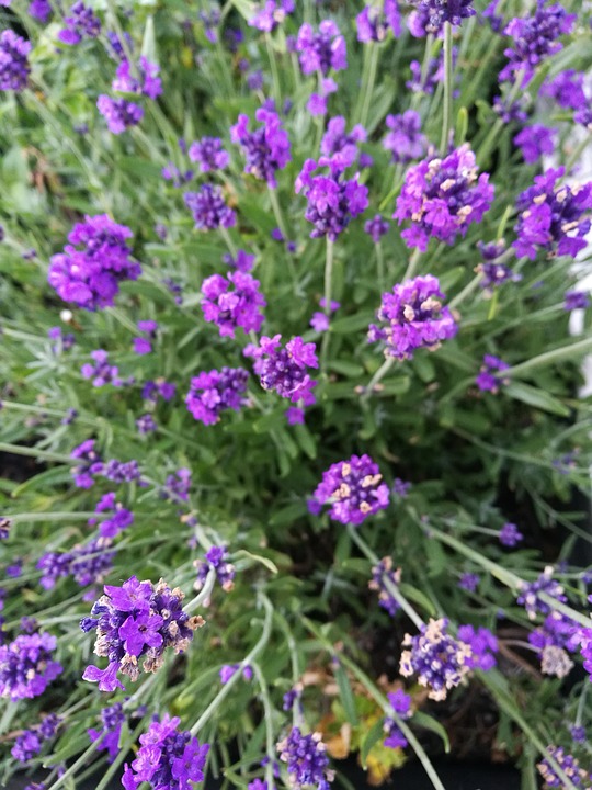 Lavender Bunga Alam - Foto gratis di Pixabay - Pixabay