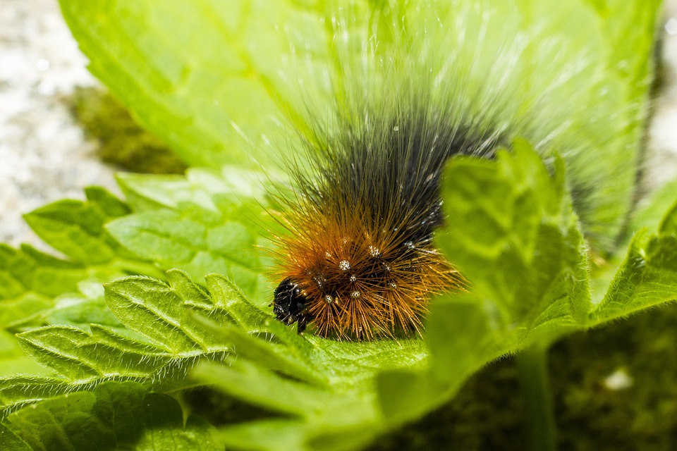 Caterpillar Larva Butterfly - Free photo on Pixabay