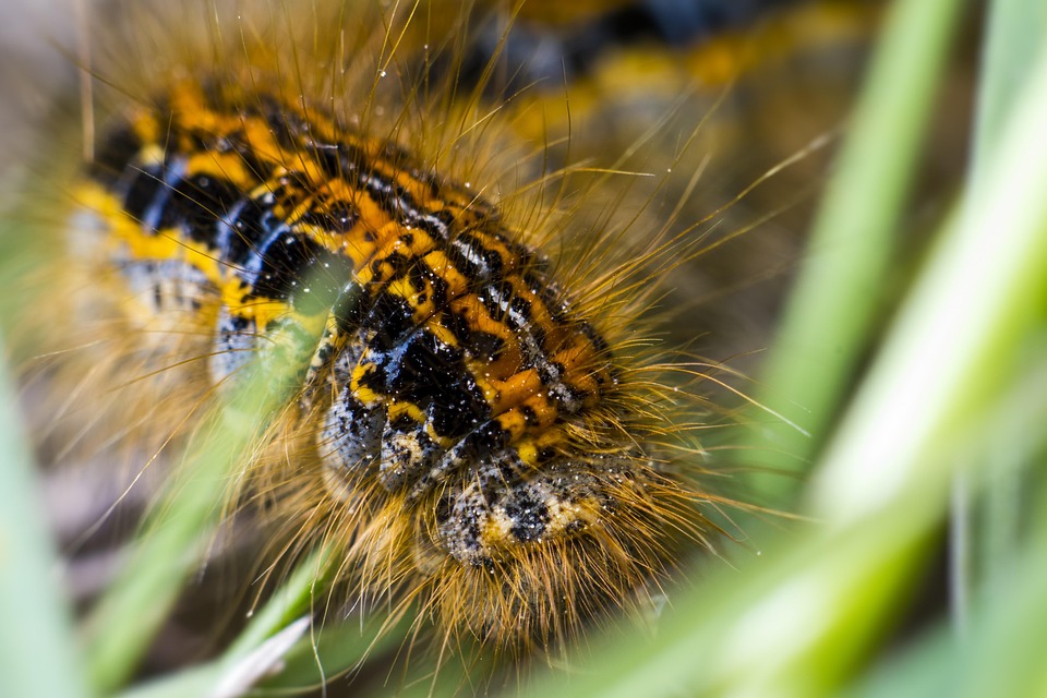 Caterpillar Larva Butterfly - Free photo on Pixabay