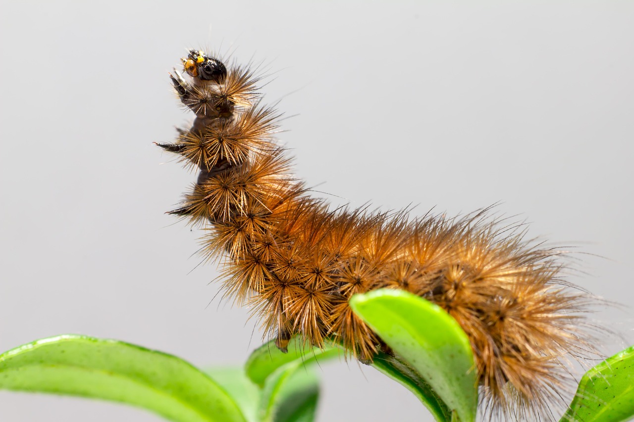 Caterpillar Larva Butterfly - Free photo on Pixabay - Pixabay