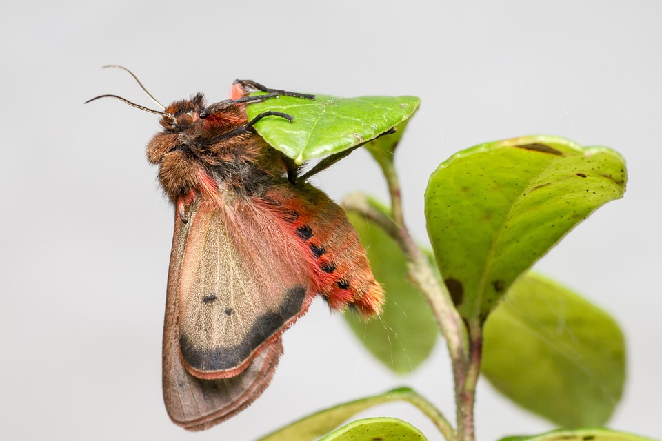 Ruby Tiger Phragmatobia Fuliginosa - Free photo on Pixabay