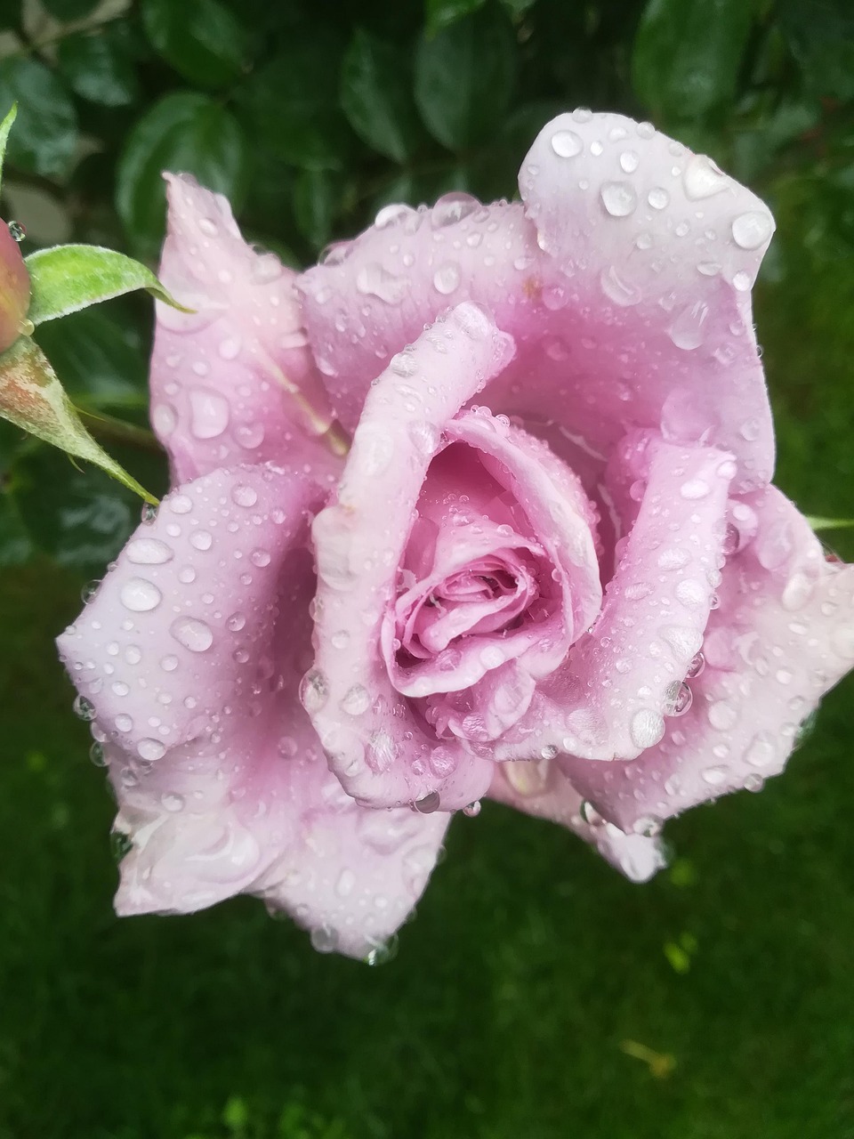 Rose Lila - Kostenloses Foto auf Pixabay - Pixabay