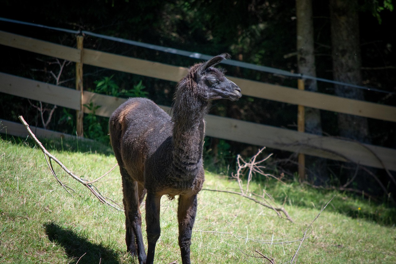1,000 Llama Pictures & Images [HD] - Pixabay