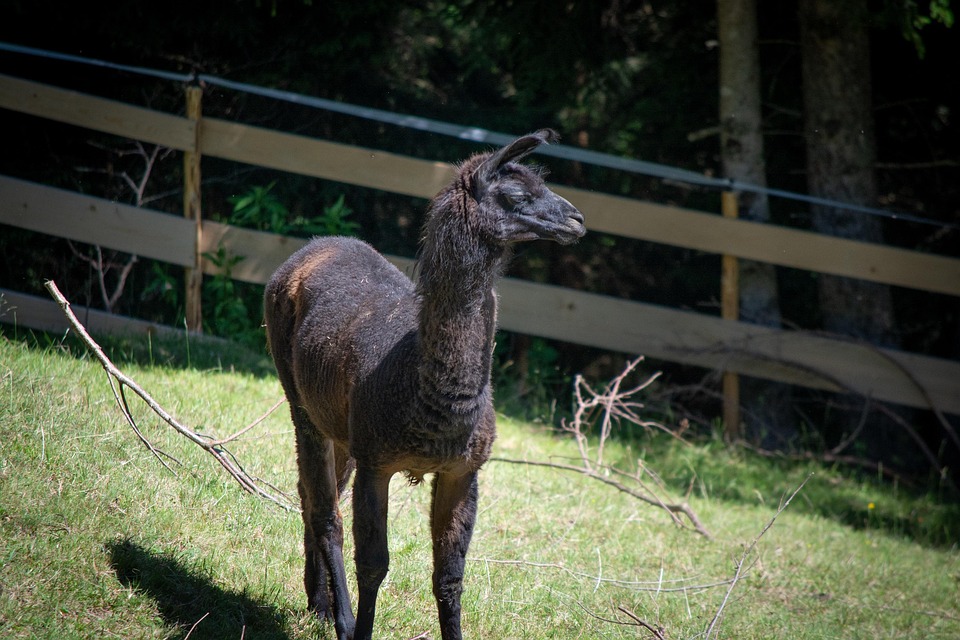 Lama Marrón Acoplamiento - Foto gratis en Pixabay - Pixabay