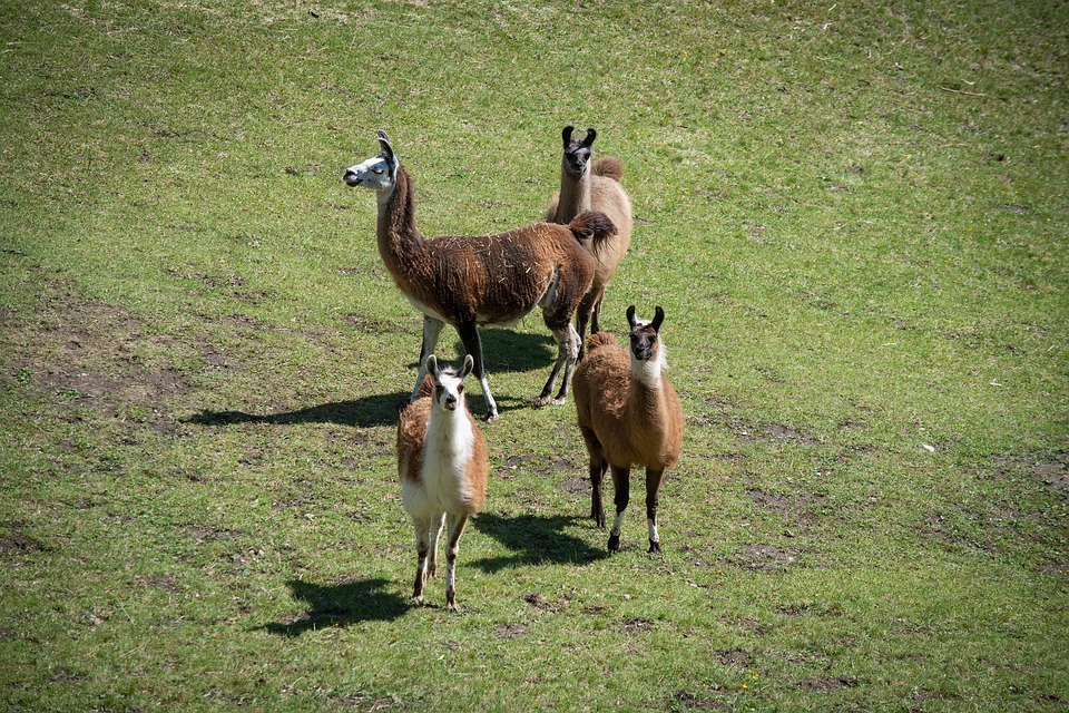 Lamas Grupo Rebaño - Foto gratis en Pixabay - Pixabay