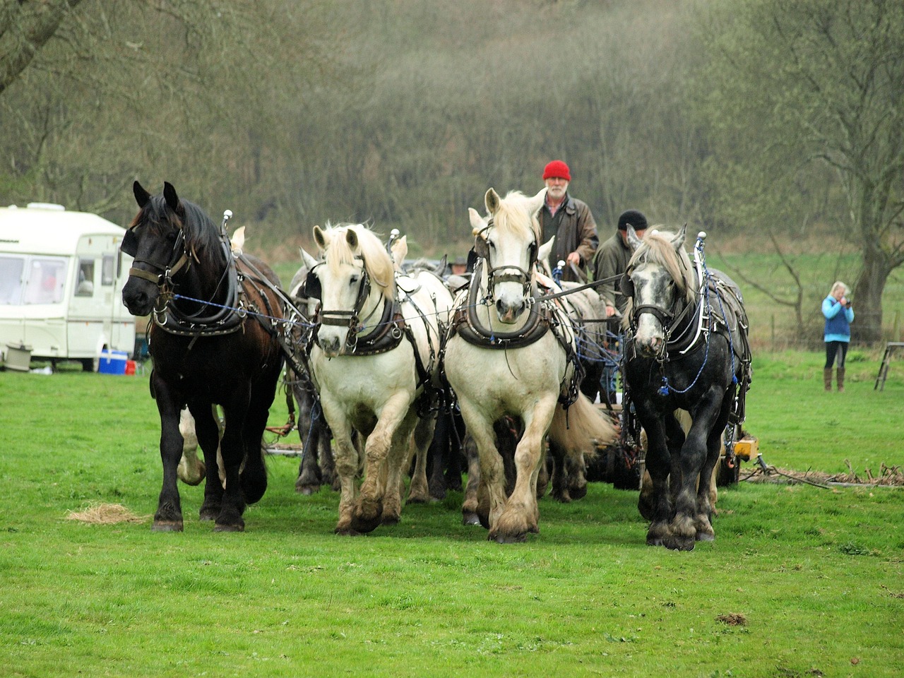 Les Chevaux Tirant Traditionnel - Photo gratuite sur Pixabay - Pixabay