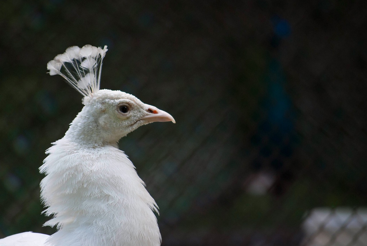 200+ Free Adagio Albino & Albino Images - Pixabay