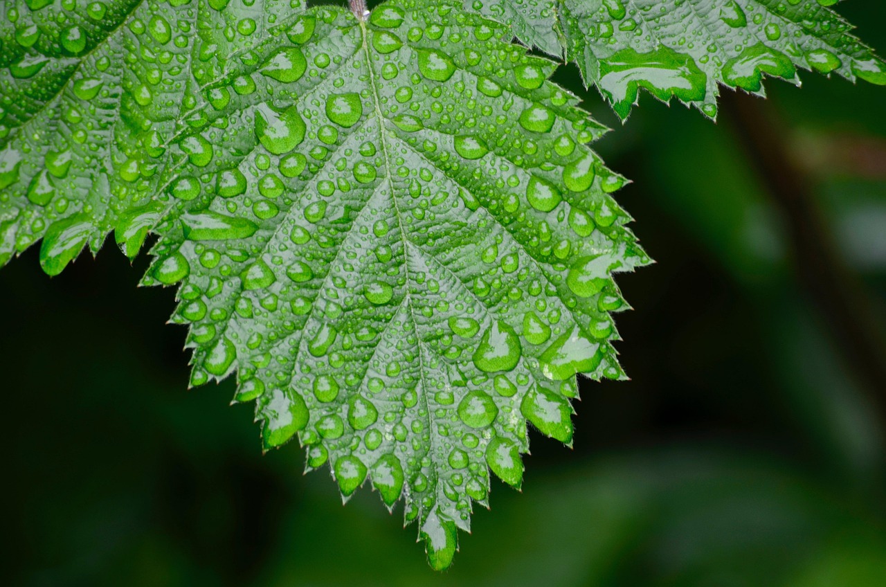 Rain Garden Raindrop - Free photo on Pixabay - Pixabay