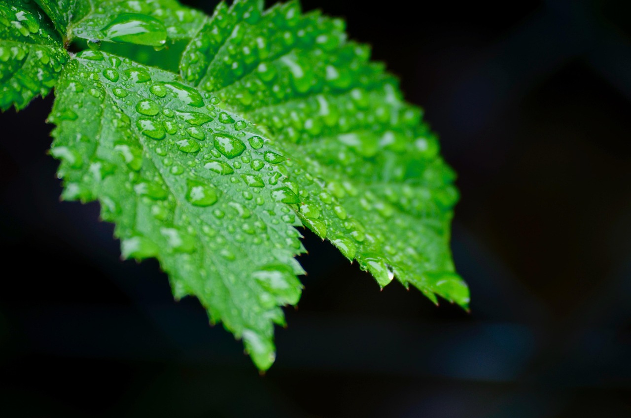 Chuva Jardim Gota De - Foto gratuita no Pixabay - Pixabay