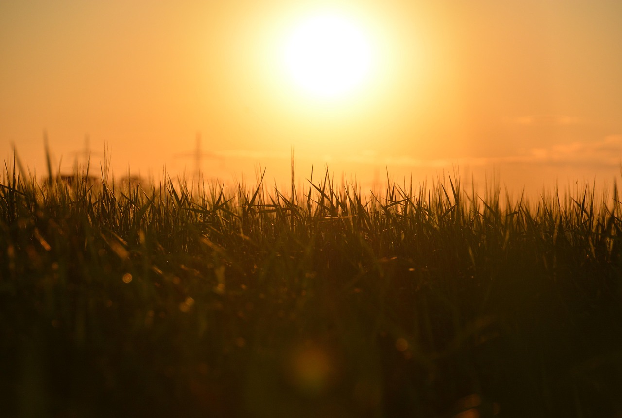 Wheat Field Agriculture - Free photo on Pixabay - Pixabay