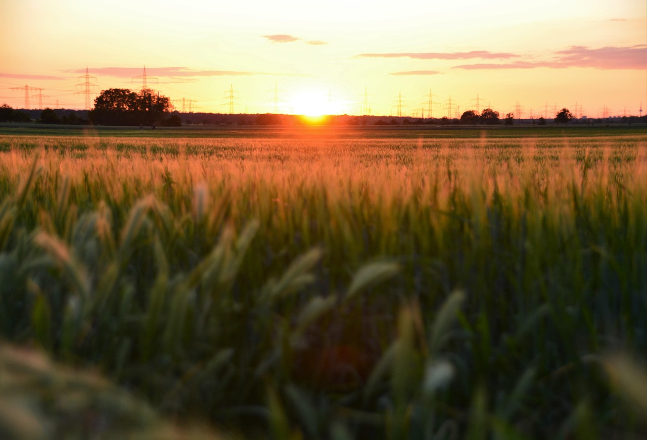 Wheat Sunset Wallpaper