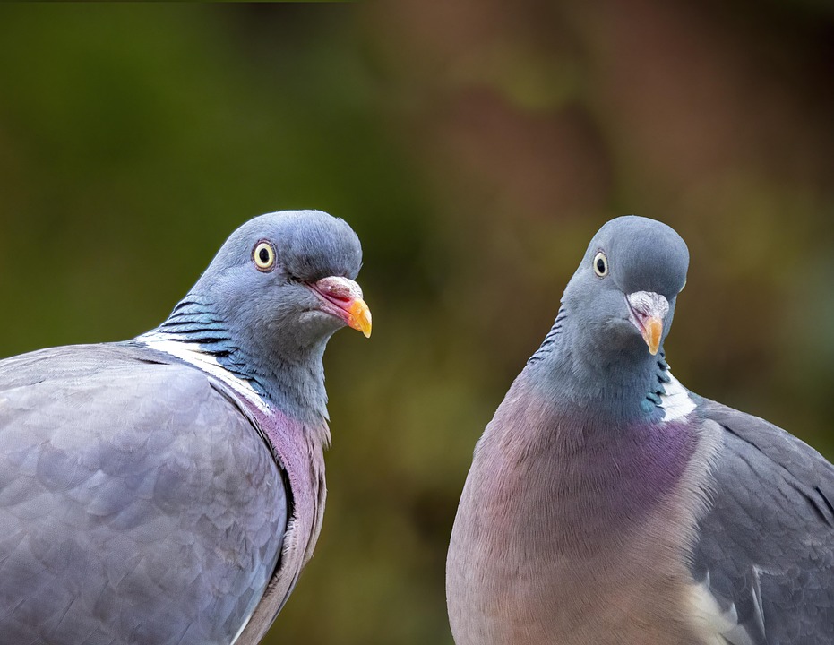 Palomas Par Plumas - Foto gratis en Pixabay - Pixabay