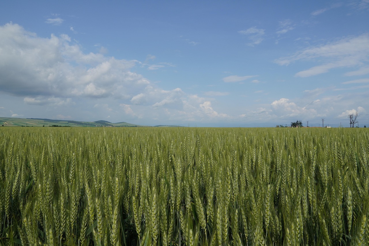 Trigo Campo Verde - Foto gratuita no Pixabay - Pixabay