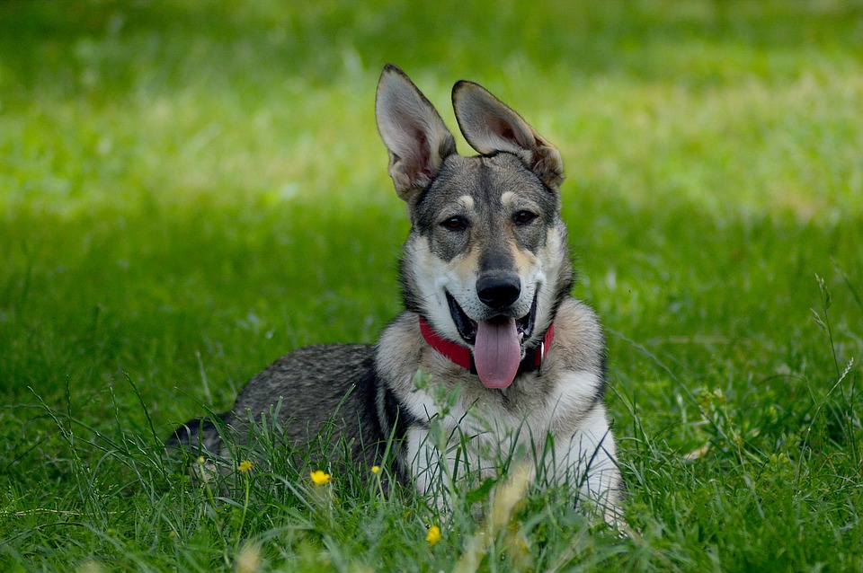 Hond Portret Dieren - Gratis foto op Pixabay - Pixabay