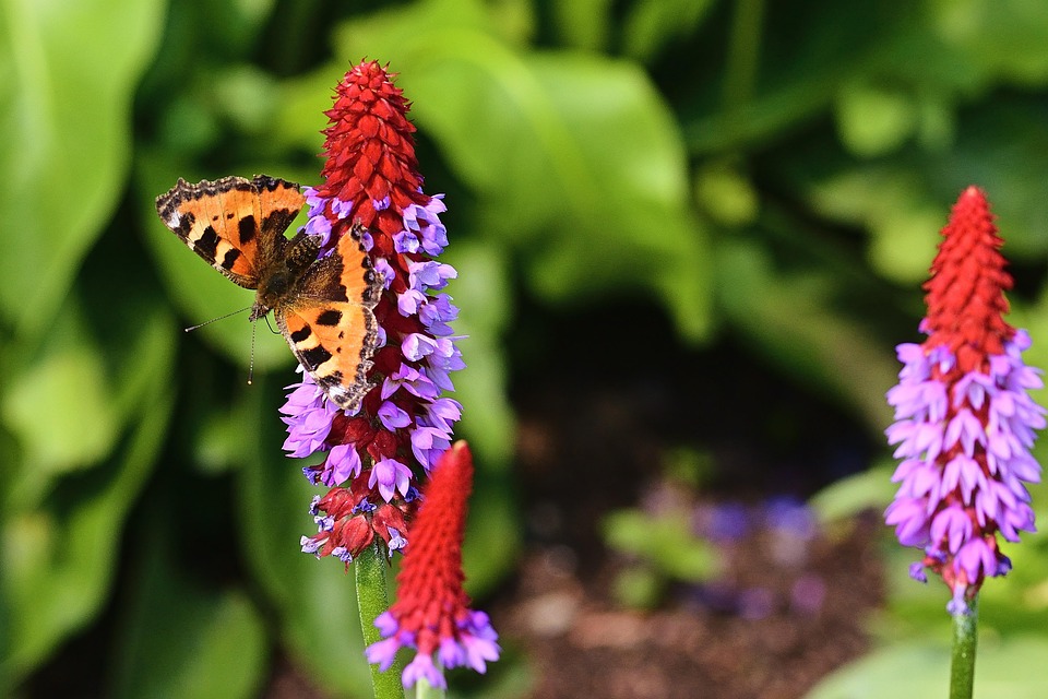 Orchid Primrose Butterfly Little - Free photo on Pixabay
