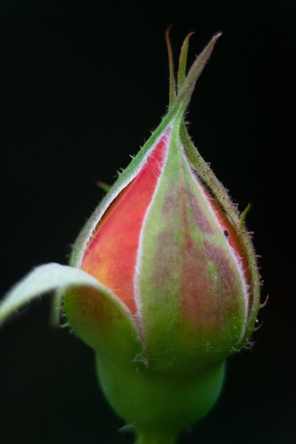 Rose Bourgeon Fleur - Photo gratuite sur Pixabay - Pixabay