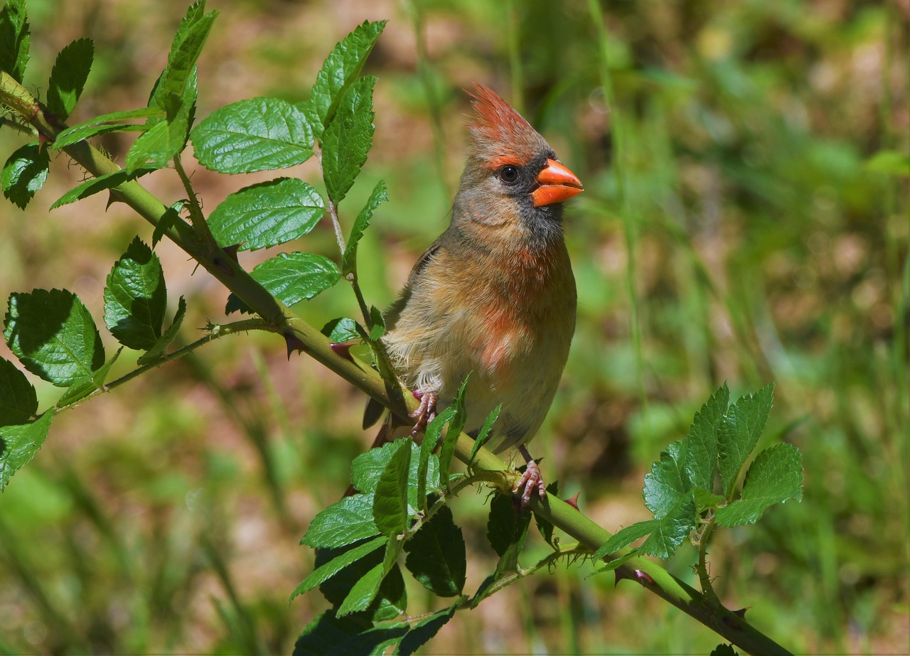 Bird Redbird Cardinal Free Photo On Pixabay Pixabay bird-redbird-cardinal-free-photo-on-pixabay-pixabay