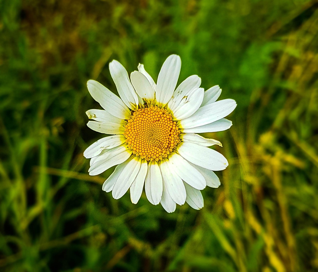 Flowers Nature Blume - Kostenloses Foto auf Pixabay - Pixabay