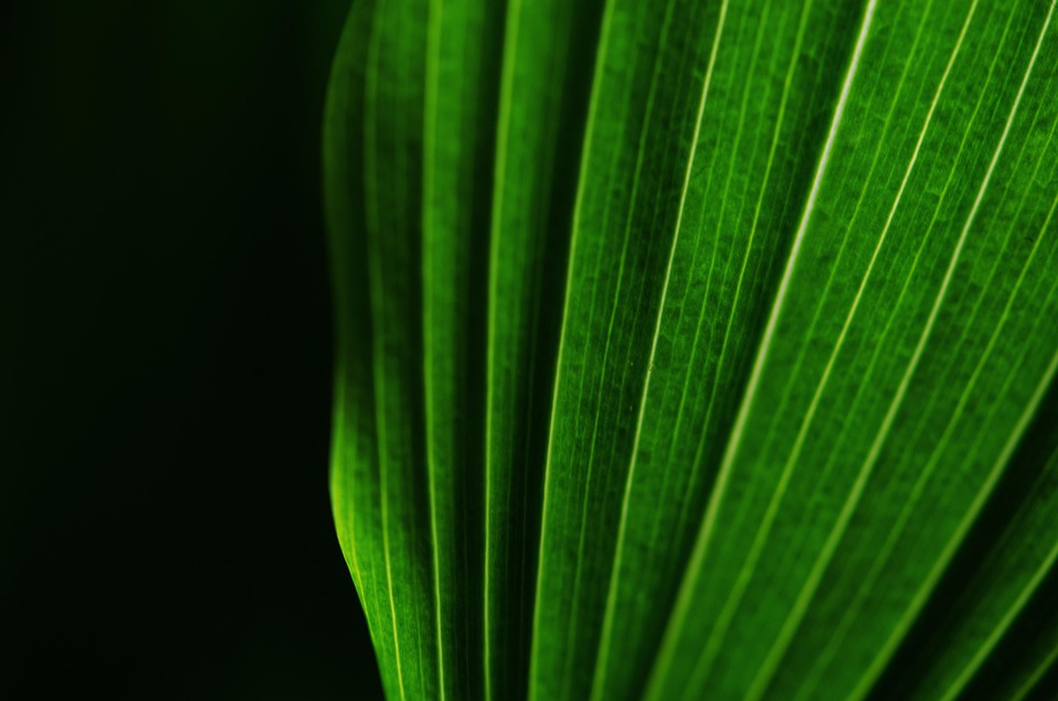Alam Taman Daun - Foto gratis di Pixabay