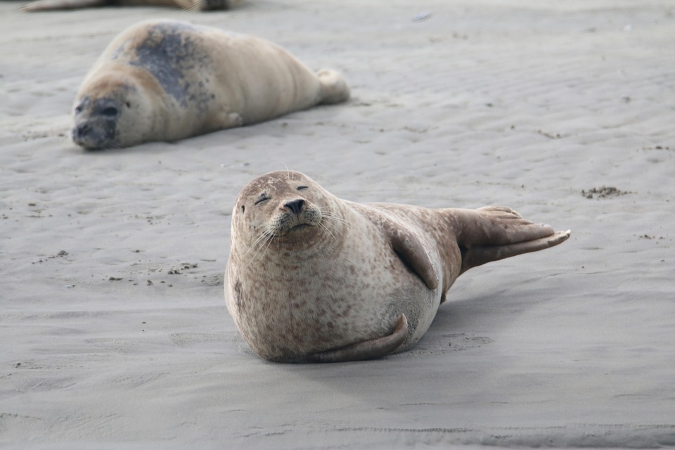 Foca Animal Mar - Foto gratis en Pixabay - Pixabay