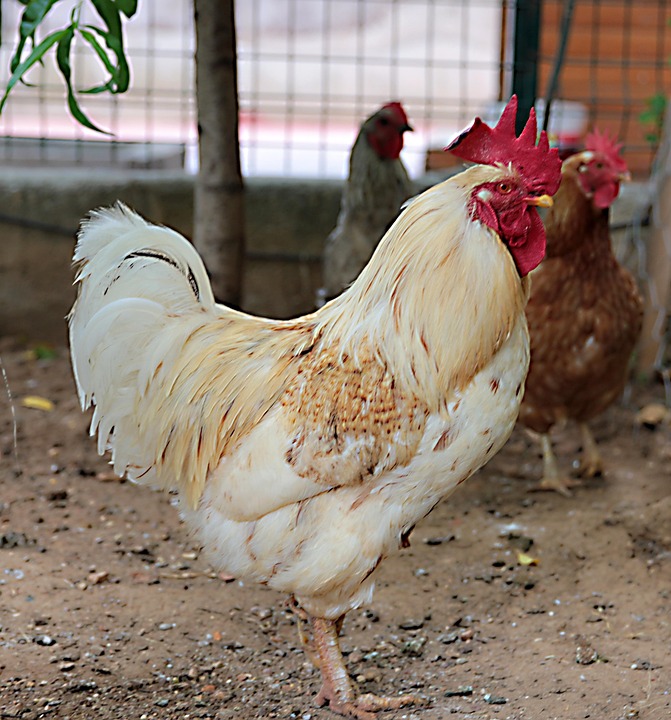 Jeune Coq Ailé Oiseau Photo Gratuite Sur Pixabay