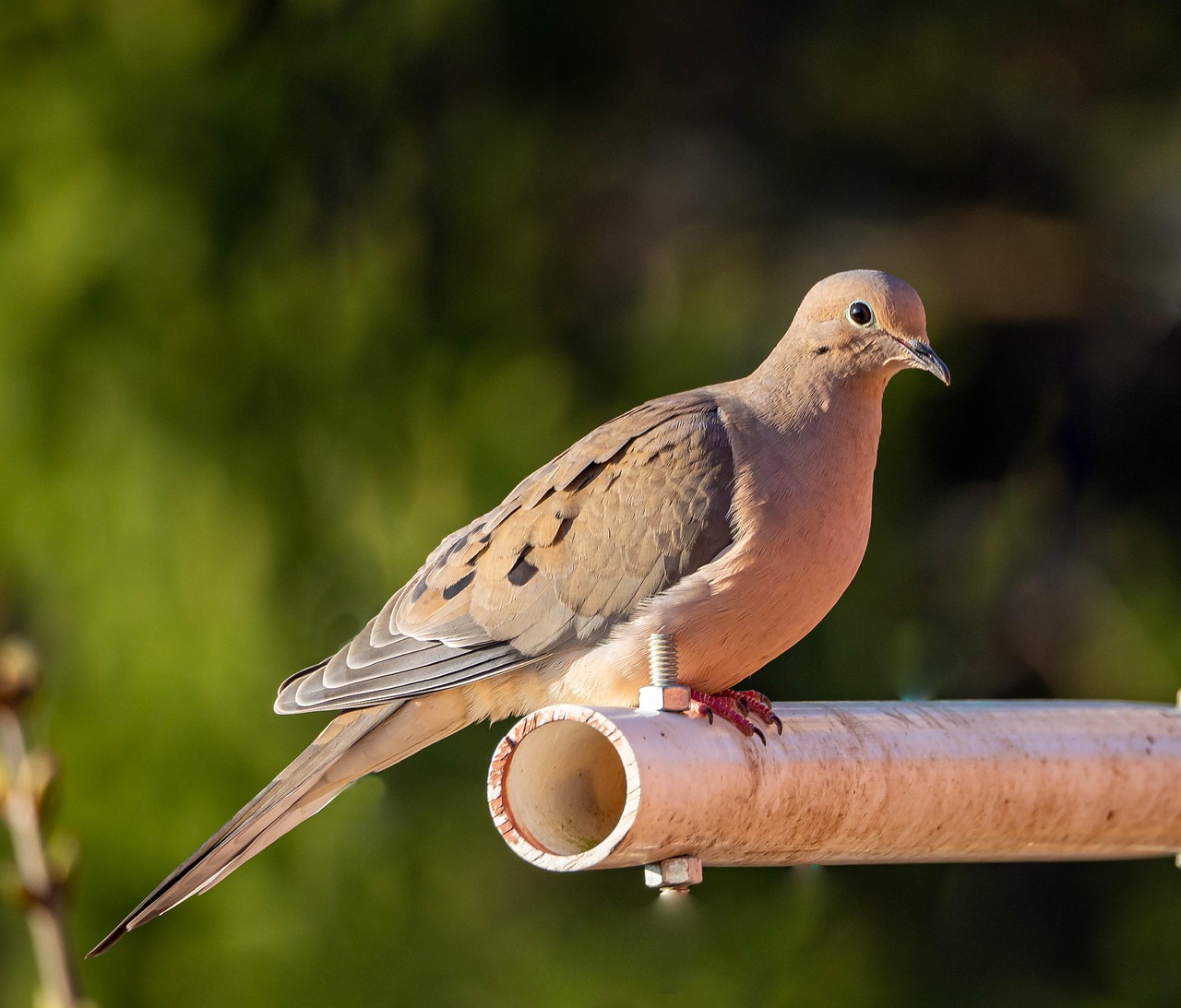 Pájaro Fauna Silvestre Naturaleza - Foto gratis en Pixabay - Pixabay