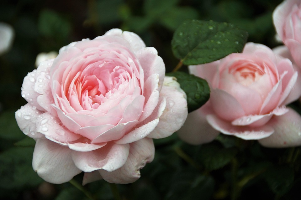 Des Roses Floraison Doux - Photo gratuite sur Pixabay - Pixabay