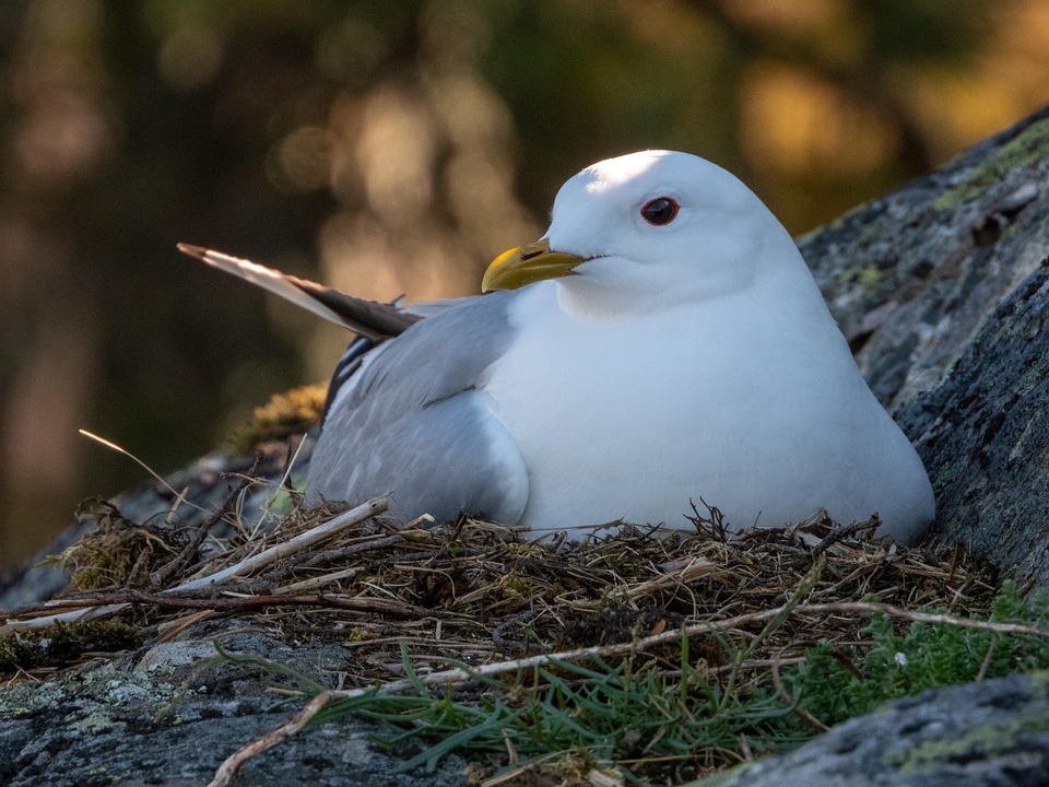 La Nature Environnement Oiseau - Photo gratuite sur Pixabay - Pixabay