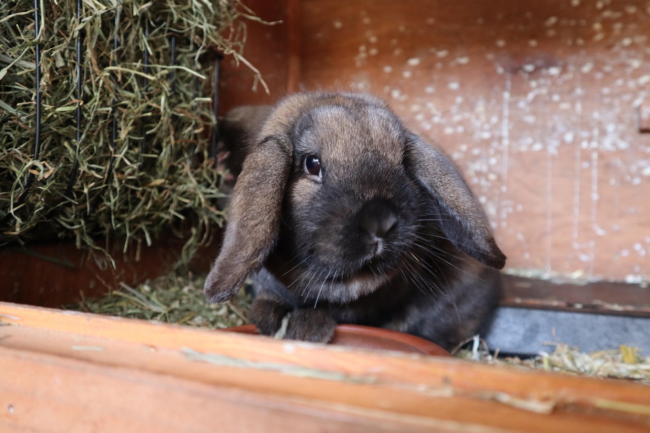 Kaninchen Hase Tier - Kostenloses Foto auf Pixabay