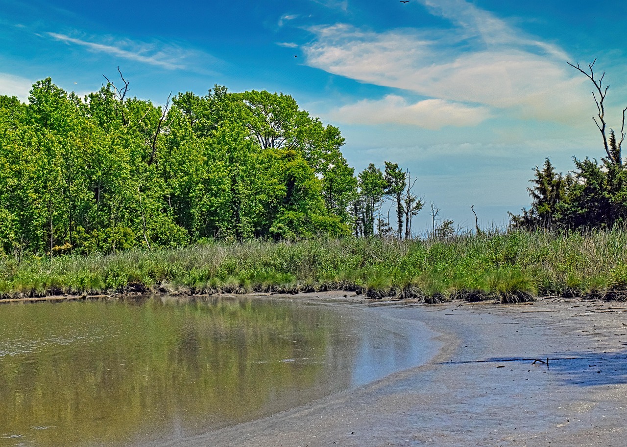 Wetland Moeras Modder - Gratis foto op Pixabay - Pixabay