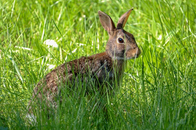 Hase Tier Ostern - Kostenloses Foto auf Pixabay - Pixabay