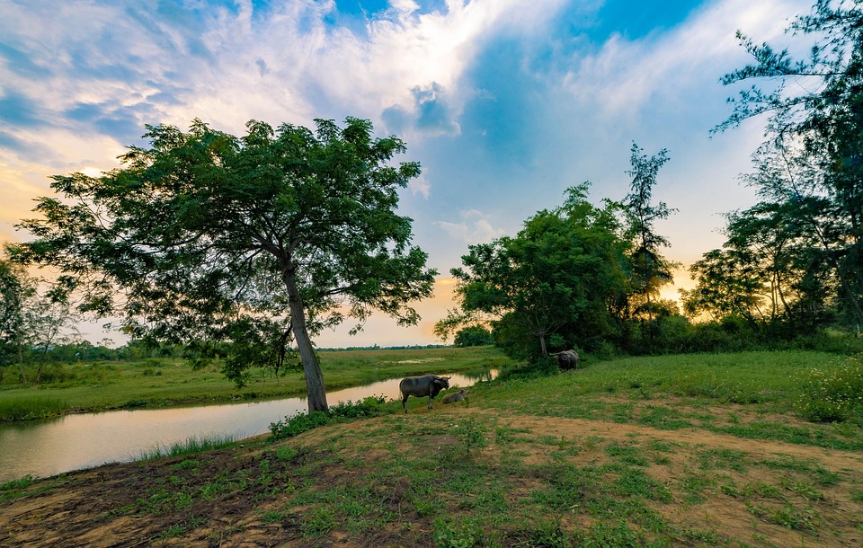 Country River Tree - Free photo on Pixabay