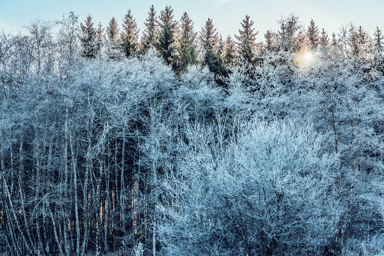 100+ Free Wald & Baum Images - Pixabay