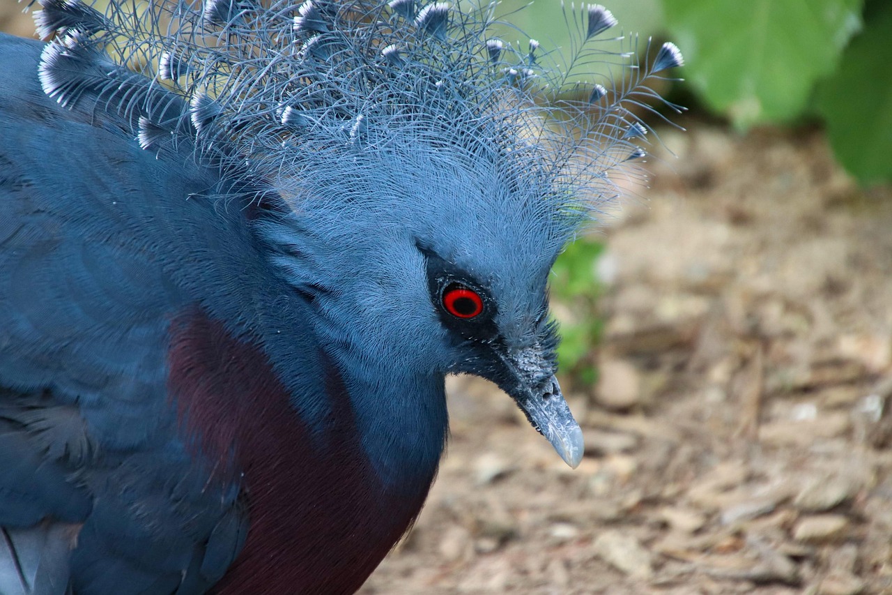 Goura Pássaro Azul - Foto gratuita no Pixabay - Pixabay