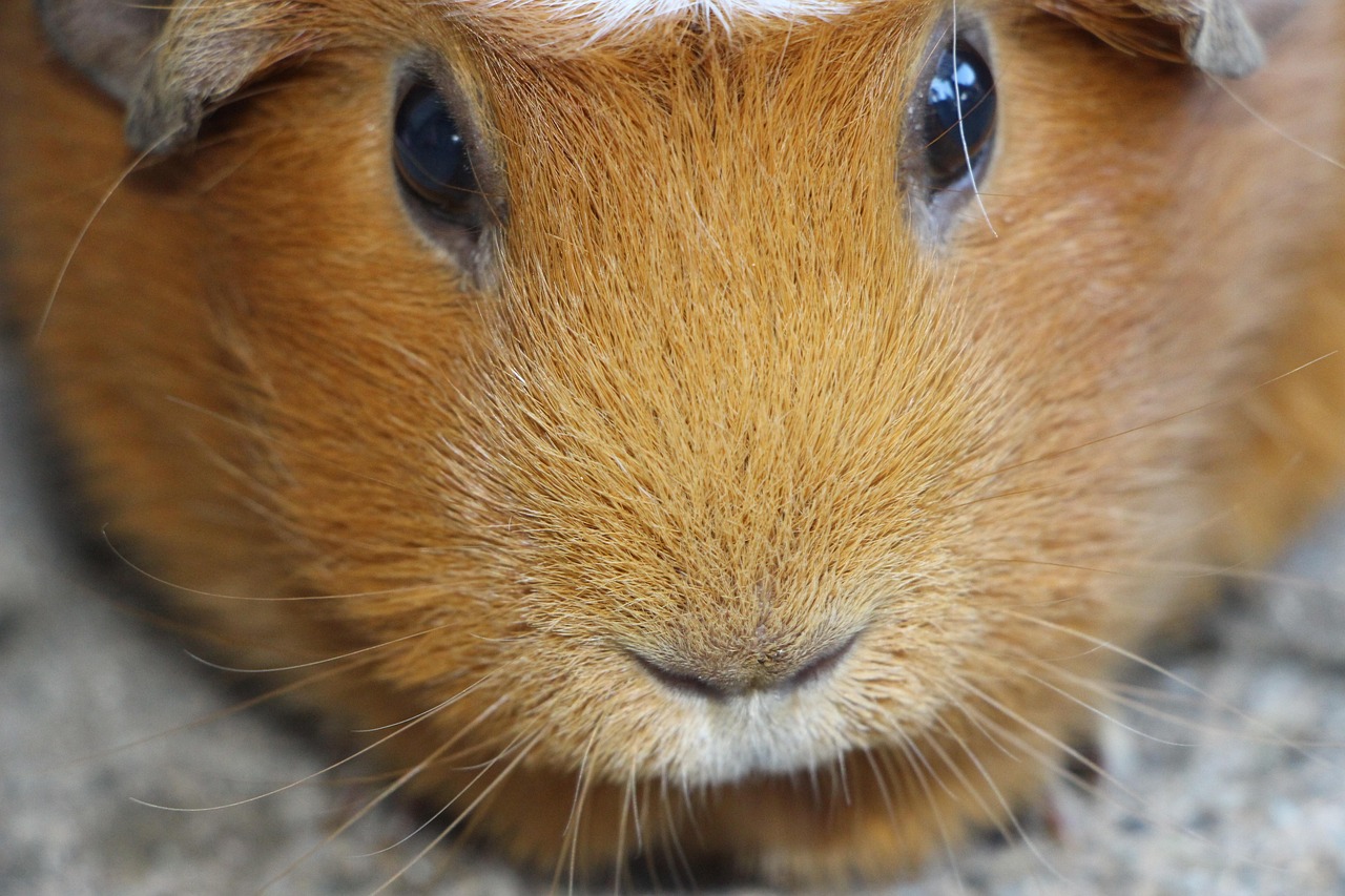 Guinea Pig Rodent Domestic Animal - Free photo on Pixabay
