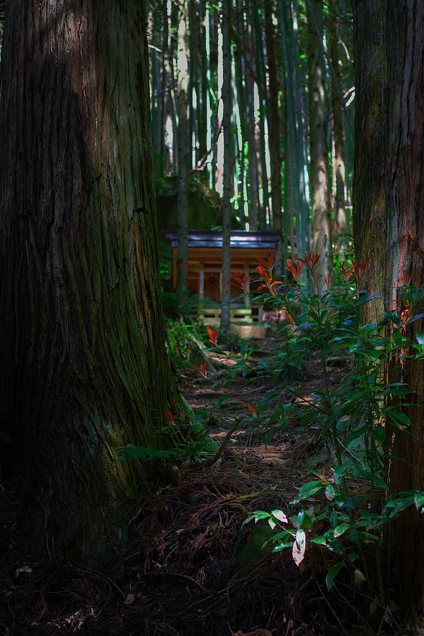 Forest Flowers Trail - Free photo on Pixabay - Pixabay
