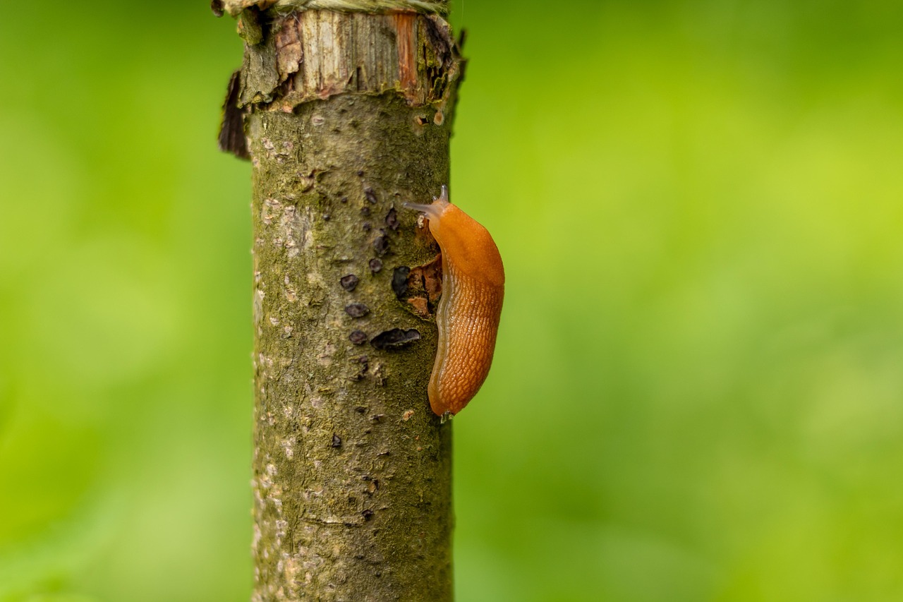 Slug Gastropods Clam - Free photo on Pixabay