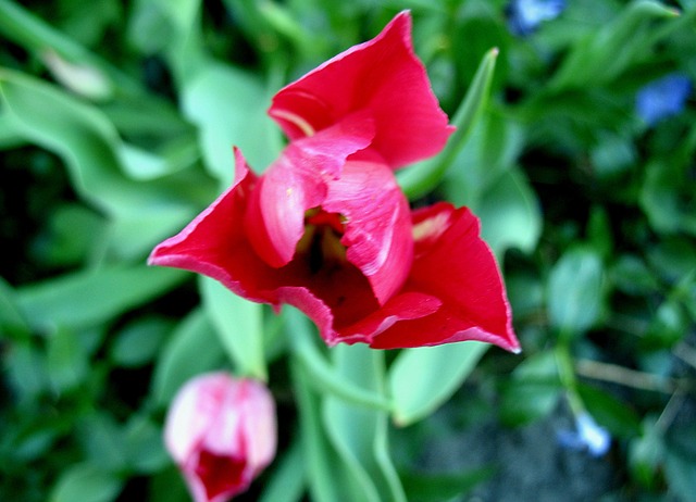 Jardim Primavera Tulipa - Foto gratuita no Pixabay - Pixabay