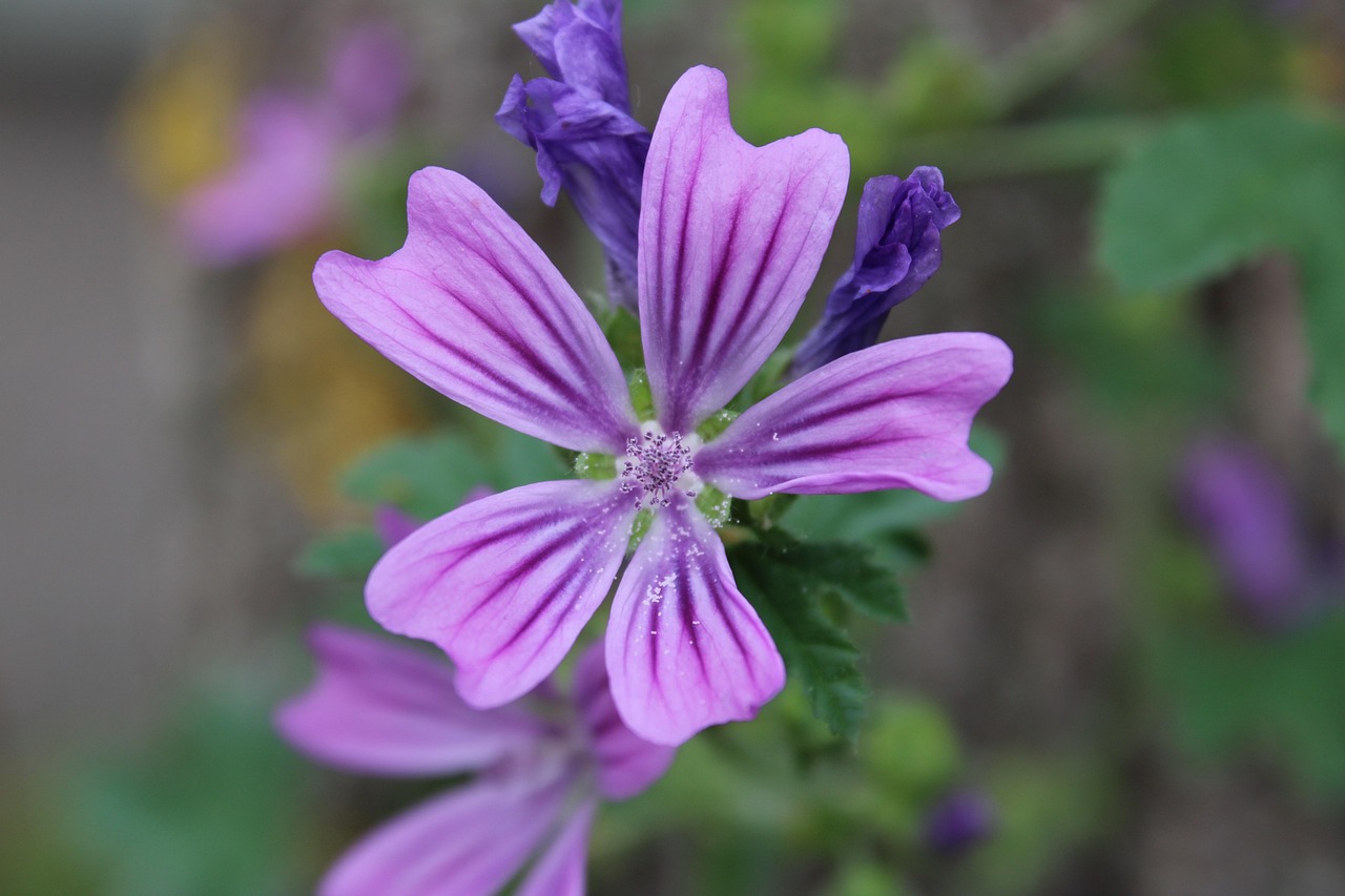 Bunga Bloom Ungu - Foto gratis di Pixabay - Pixabay