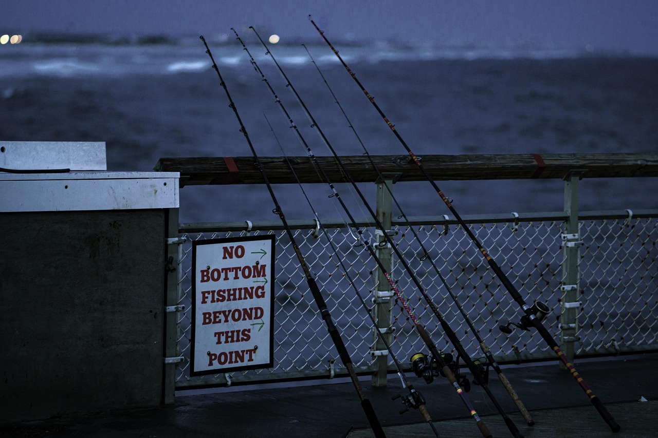Fiske Hav Fisk - Gratis foto på Pixabay