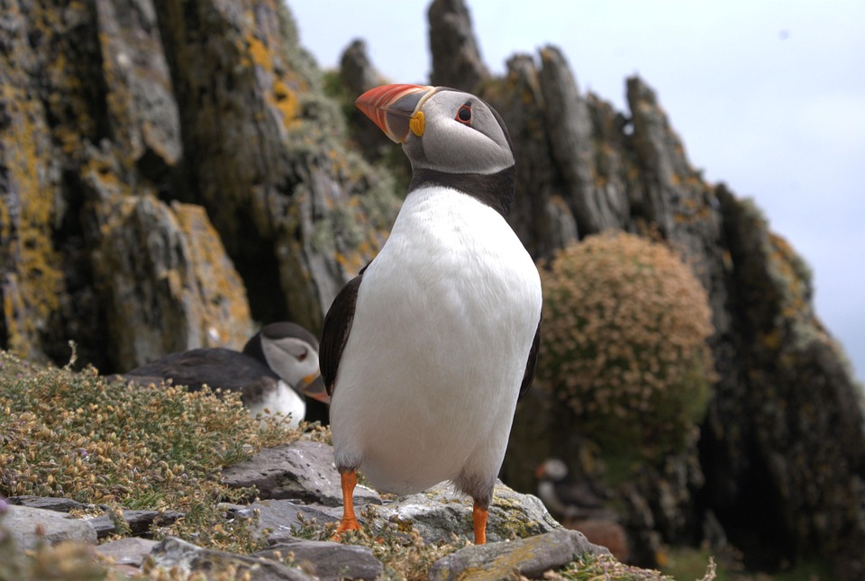 Sea Bird Puffin Puffins - Free photo on Pixabay - Pixabay